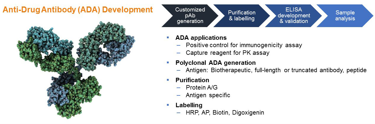 Anti-Drug Antibody (ADA) Development | Eurofins Advinus